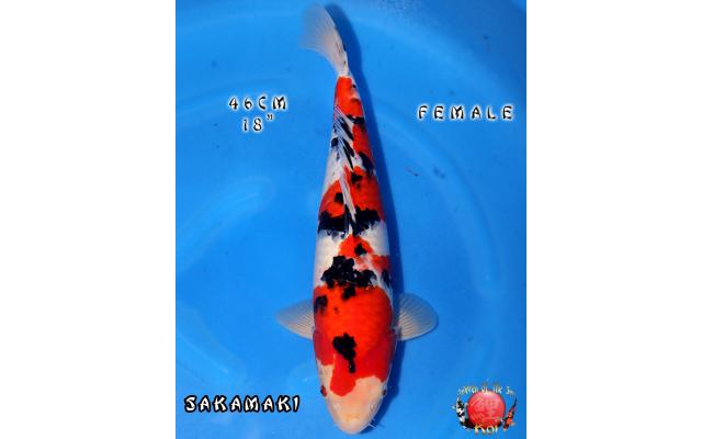 Sakamaki Sanke 1141B - Cots koi Auction